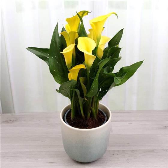 Calla Lily In Pot