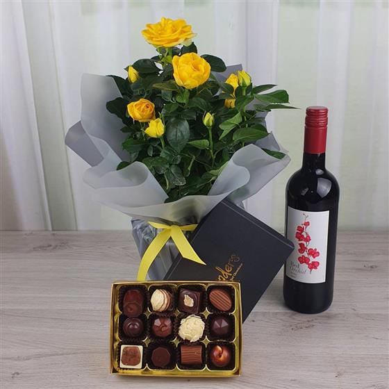 Yellow Rose Plant Gift Set