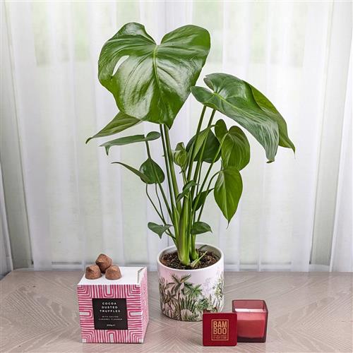 A Monstera Gift Set