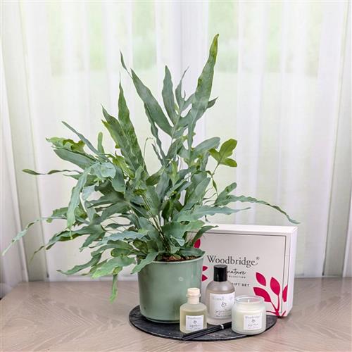 Blue Star Fern Gift Set