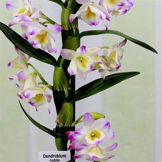 Dendrobium Orchid In Pot